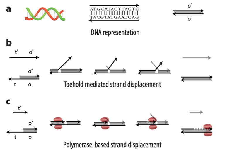 Researchers use a strand-displacing DNA polymerase to do biocomputing ...