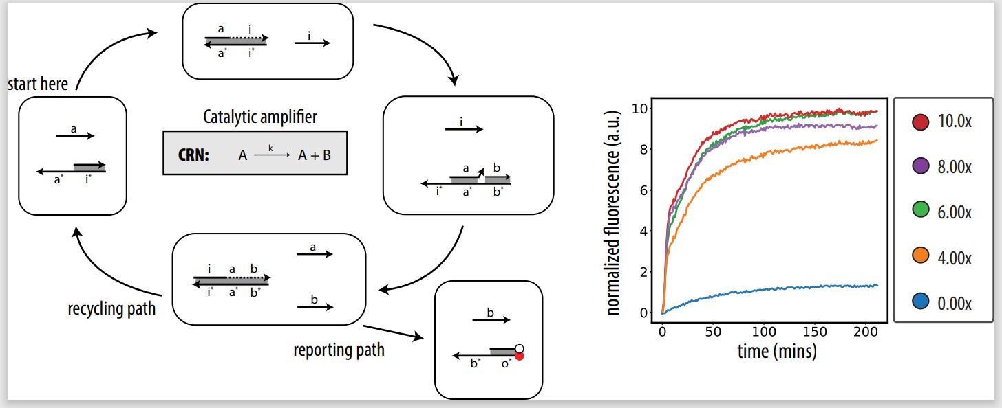 Researchers use a strand-displacing DNA polymerase to do biocomputing ...