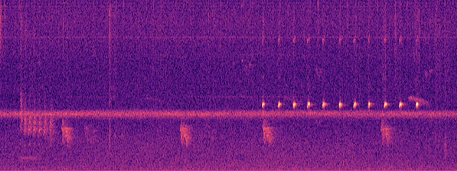 Bioacoustics - Microsoft Research