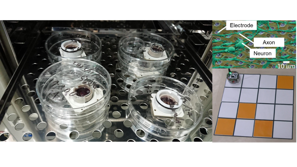 Neuron-connected robots - Microsoft Research