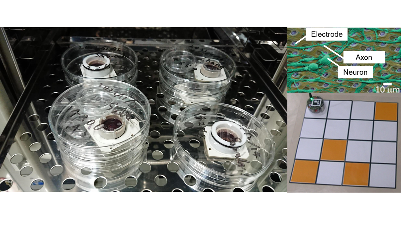 Neuron-connected robots - Microsoft Research