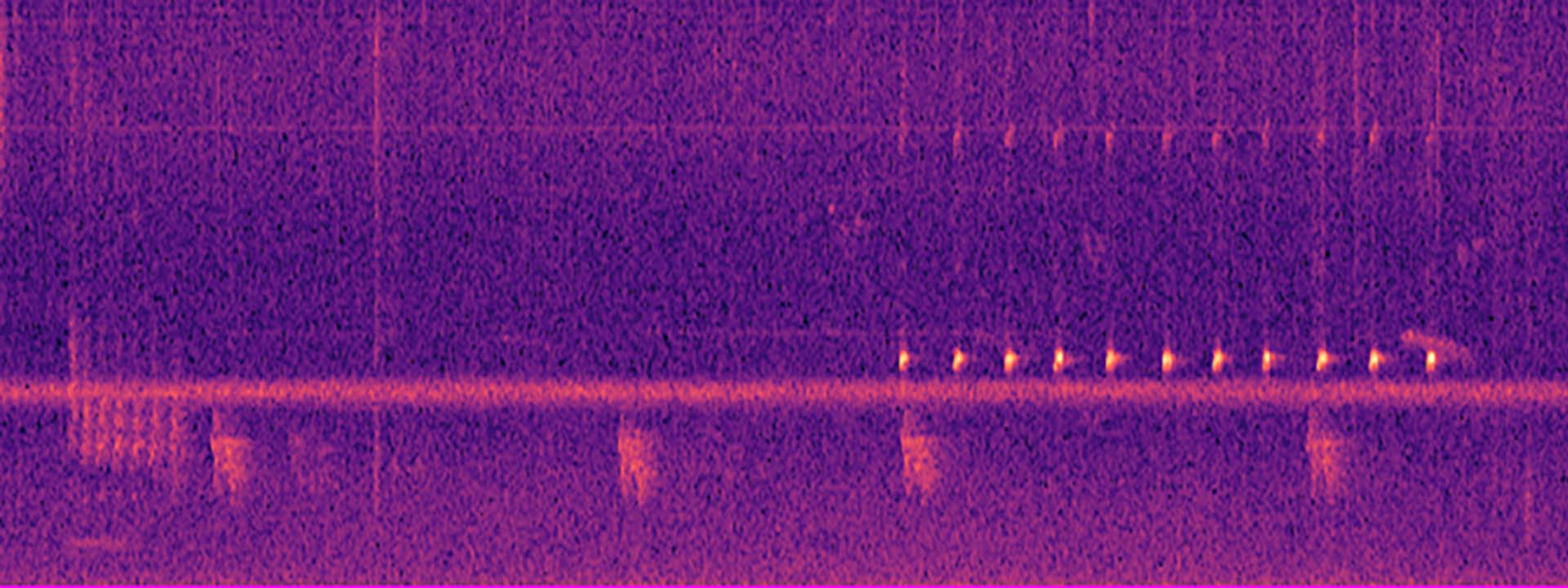 Bioacoustics - Microsoft Research