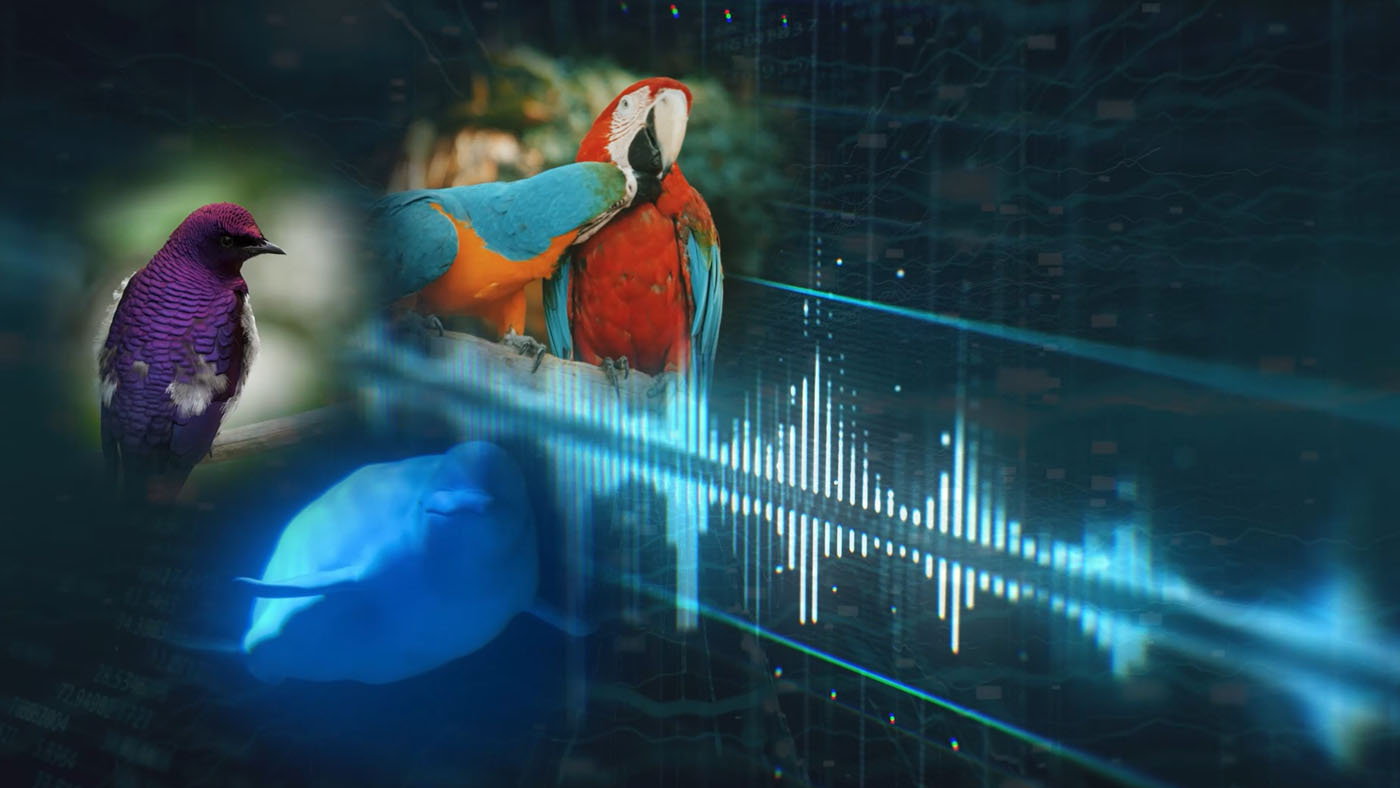 Bioacoustics - Microsoft Research