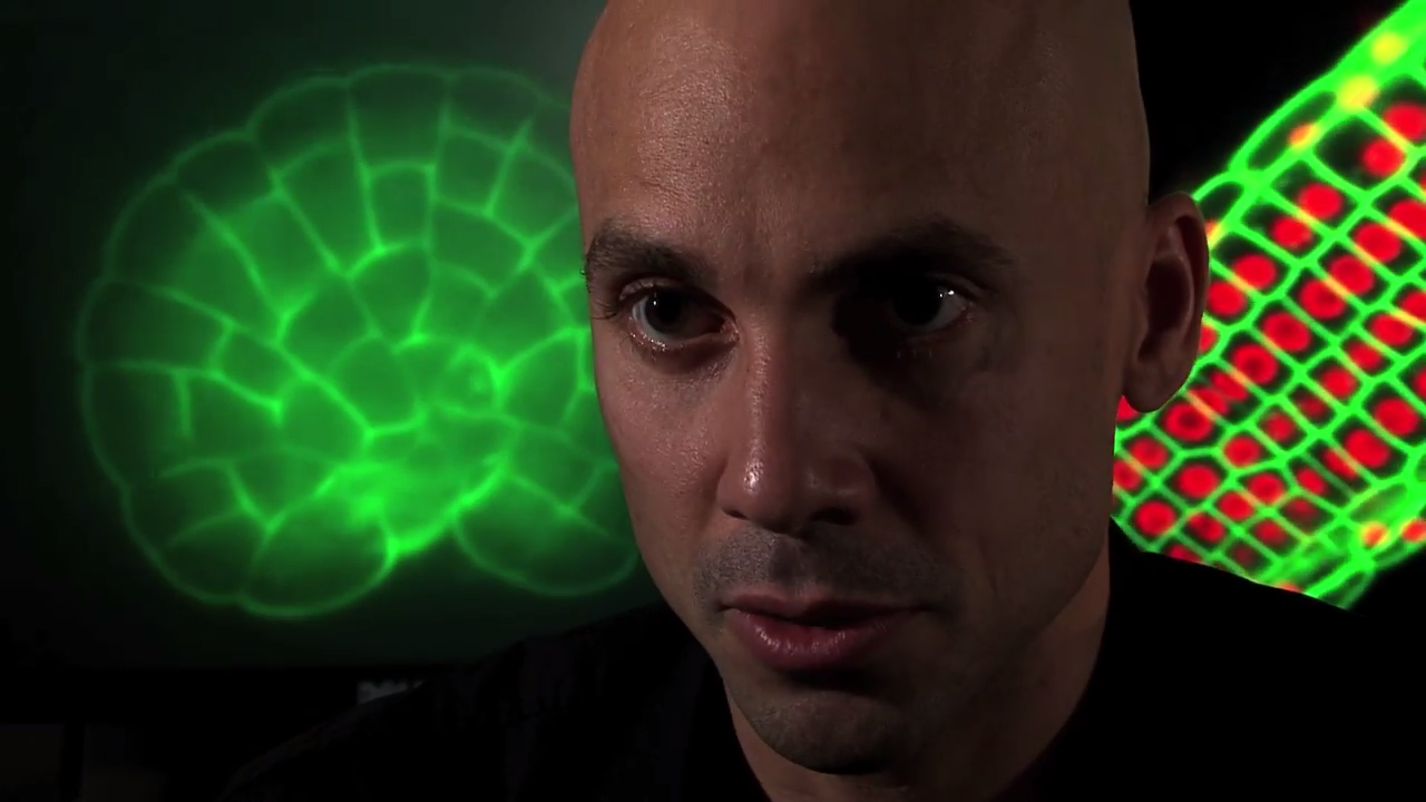 Programming Cells Microsoft Research