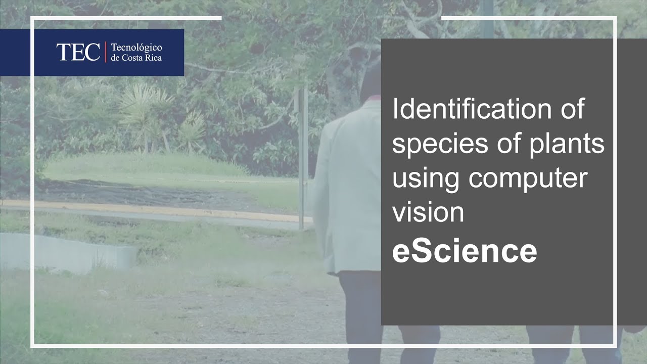 Identification of species of plants using computer vision - Microsoft ...