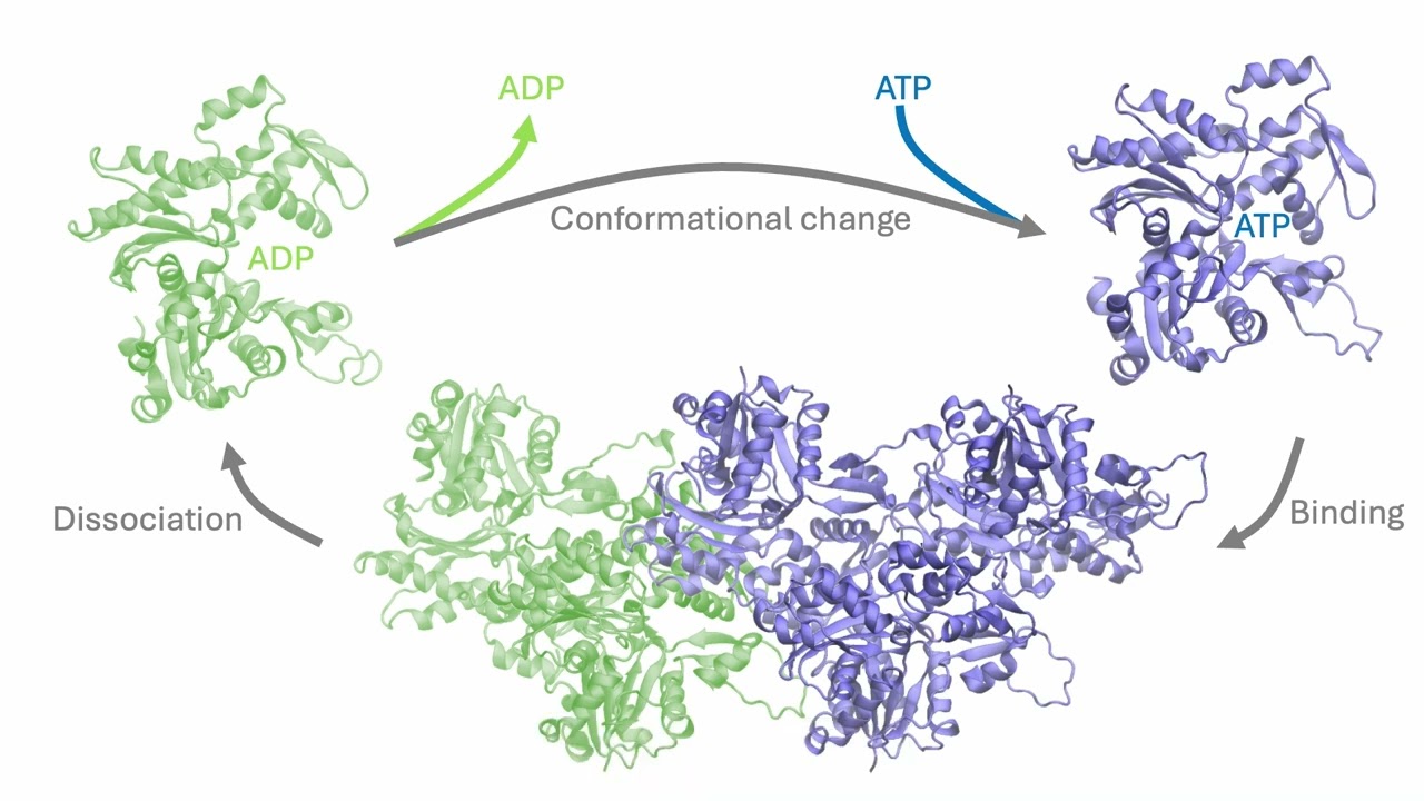 Scalable emulation of protein equilibrium ensembles with BioEmu ...